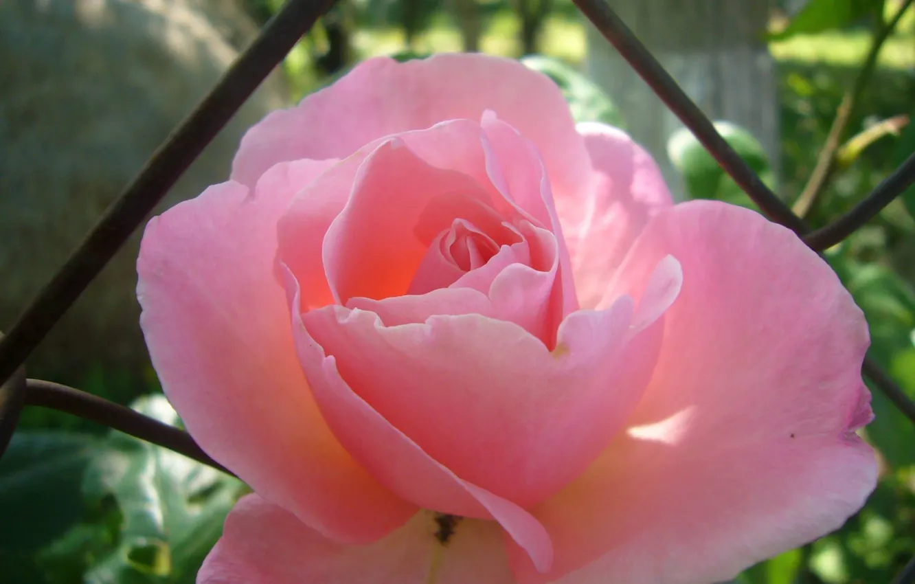 Wallpaper rose, shadow, garden for mobile and desktop, section цветы ...