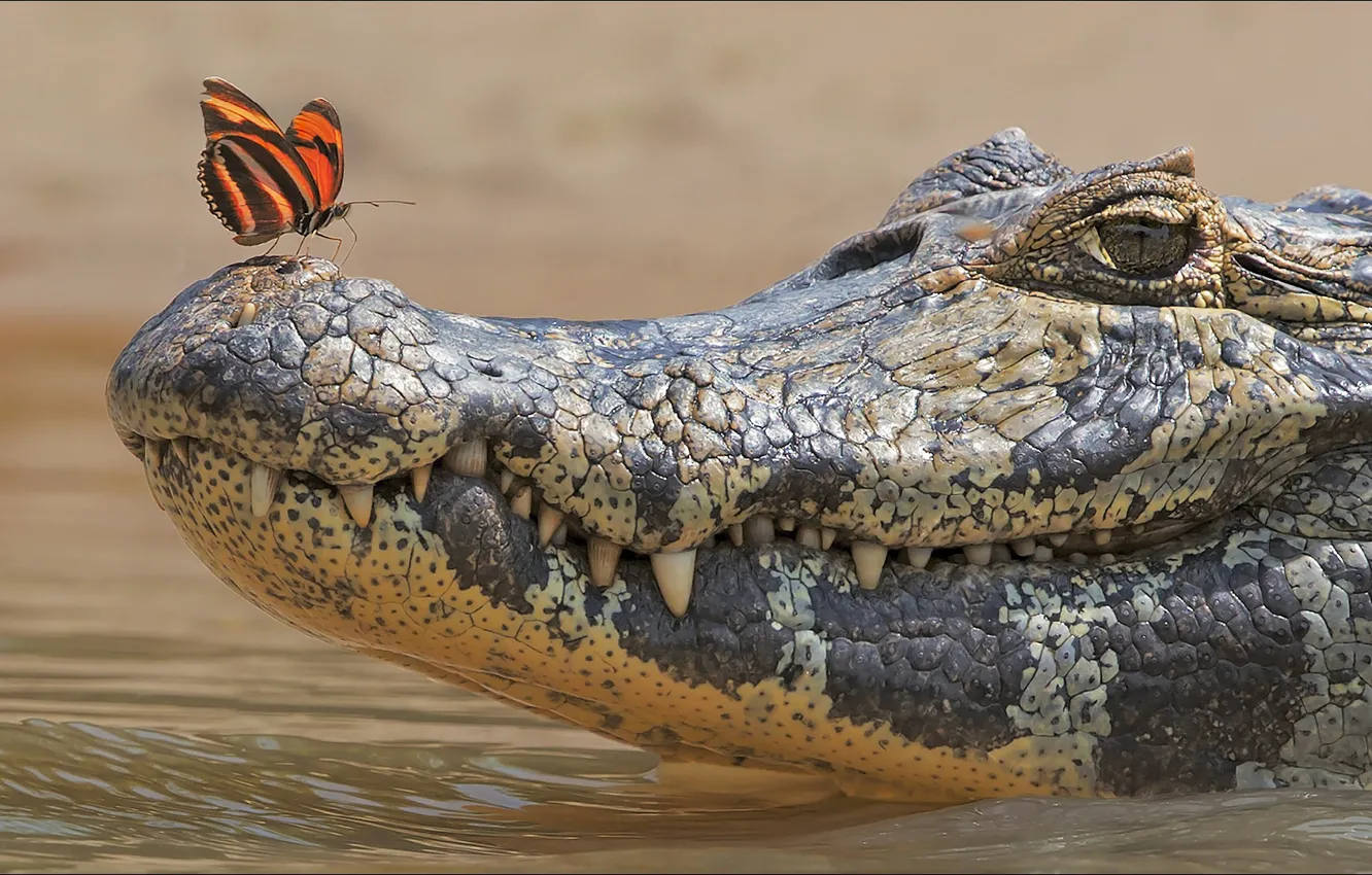 Wallpaper butterfly, two, crocodile, Animals, other images for desktop ...