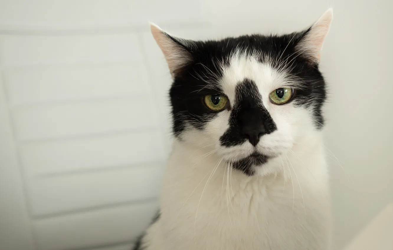 Wallpaper cat, cat, look, portrait for mobile and desktop, section ...