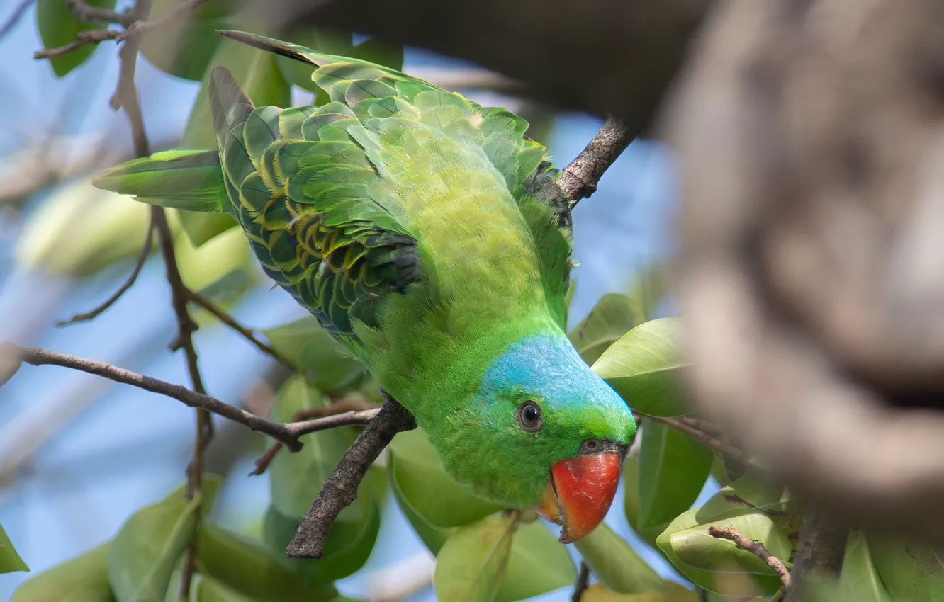 Wallpaper trees, bird, parrot for mobile and desktop, section животные ...