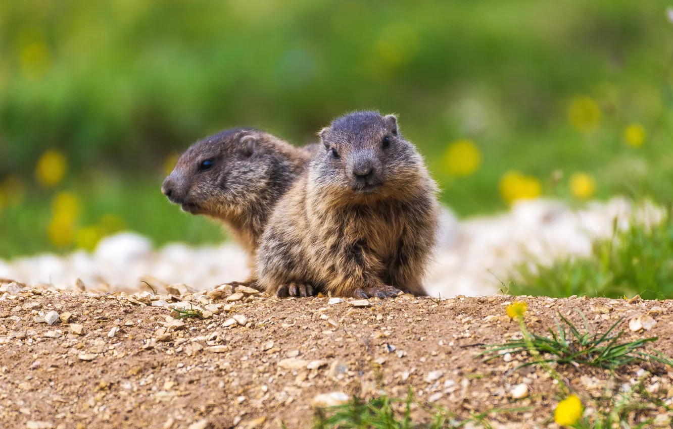 Wallpaper greens, nature, stones, kids, marmot, cubs, marmots, two ...