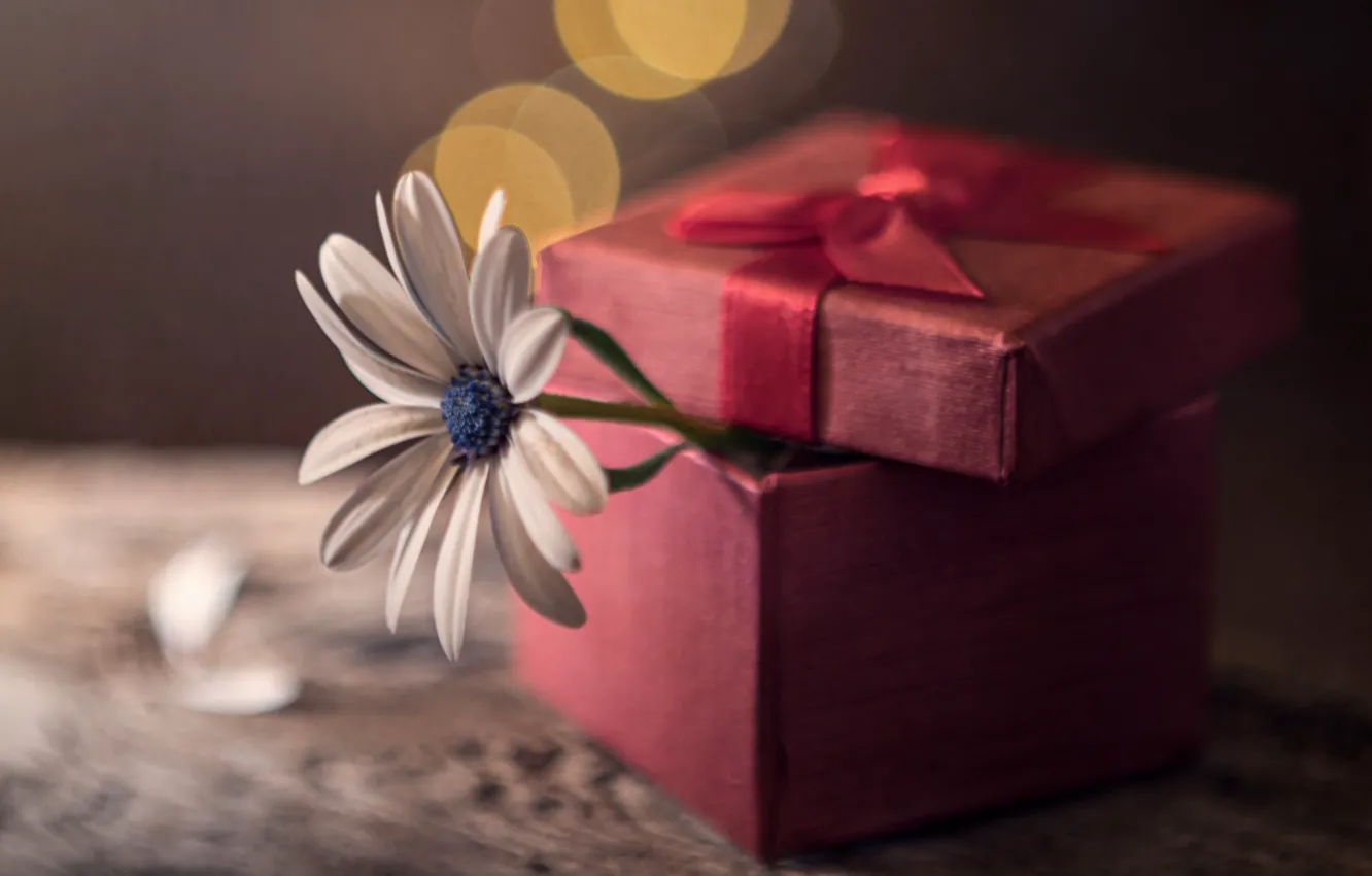 Wallpaper flower, background, box for mobile and desktop, section цветы ...