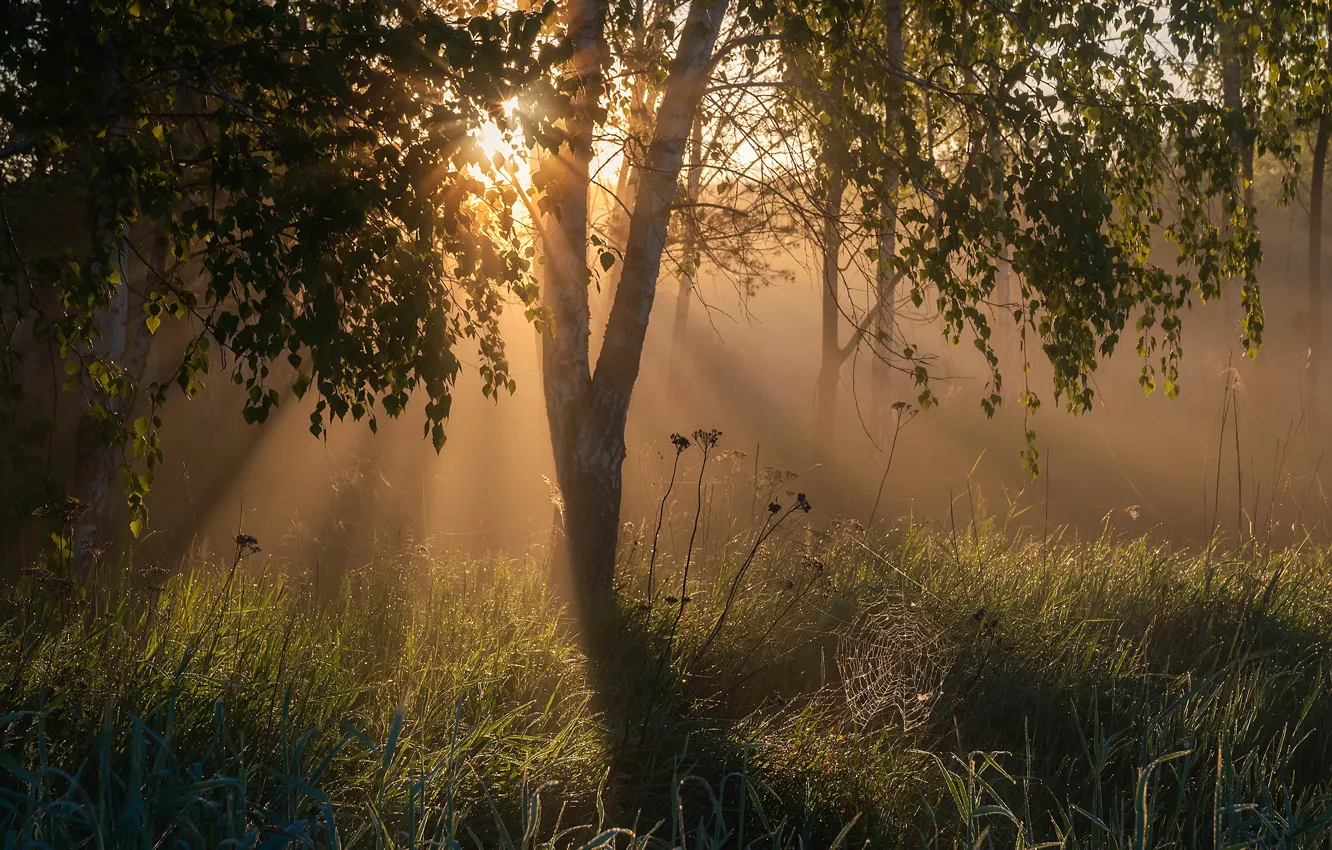 Wallpaper forest, grass, the sun, rays, web, morning, birch for mobile ...