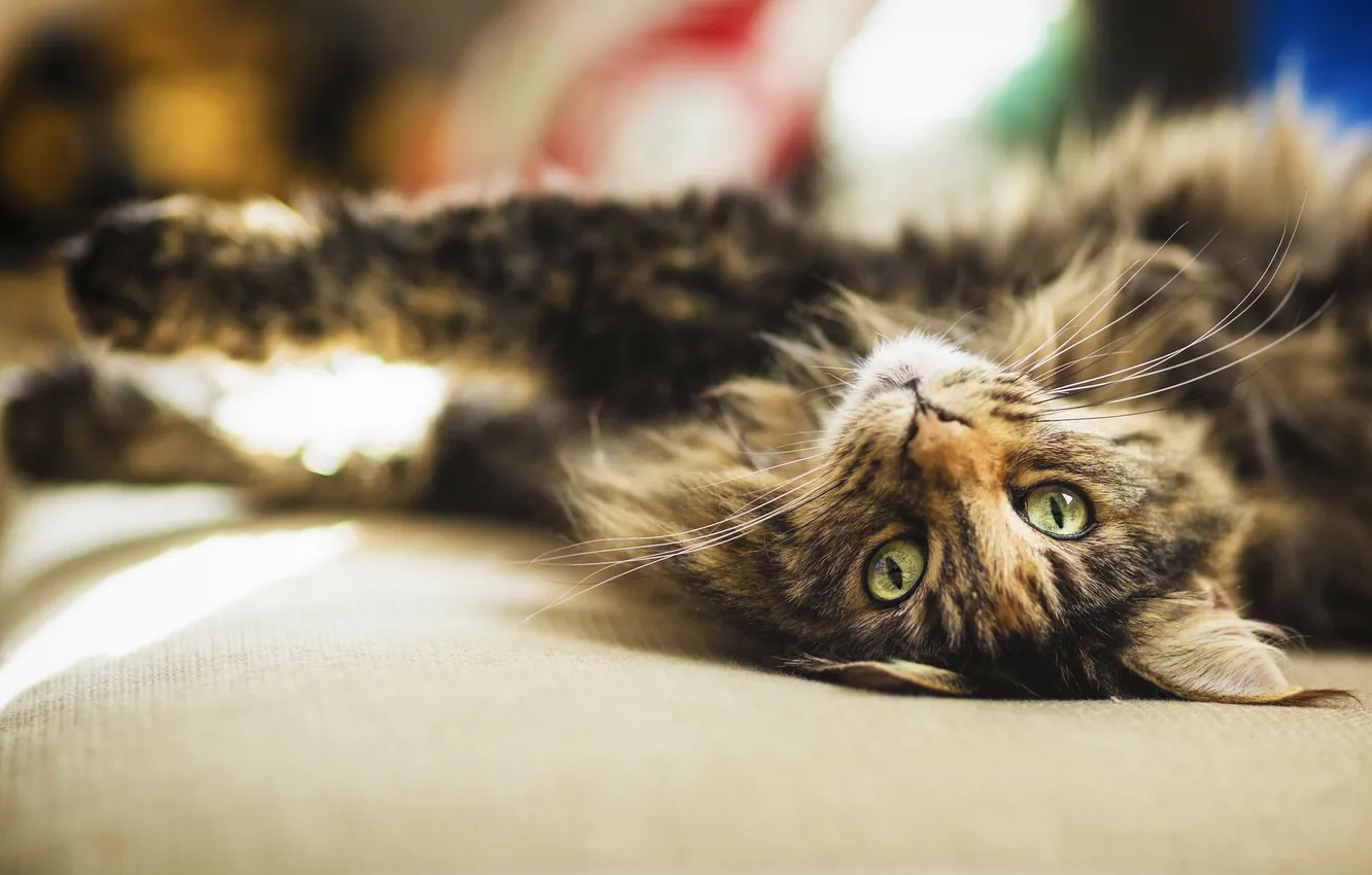 Wallpaper cat, cat, look, pose, face for mobile and desktop, section ...