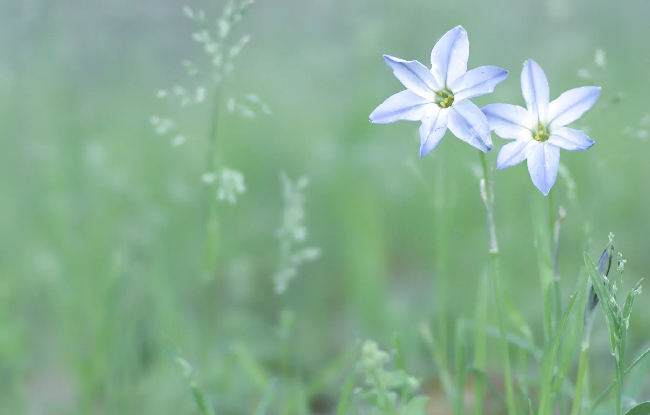 Wallpaper Greens Grass Flowers Nature Green Glade Tenderness