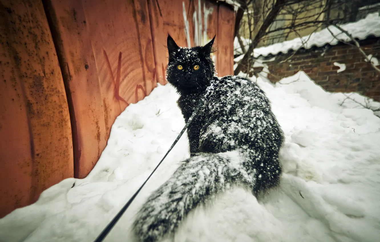 Wallpaper winter, cat, cat, look, snow, wall, in the snow, black for ...