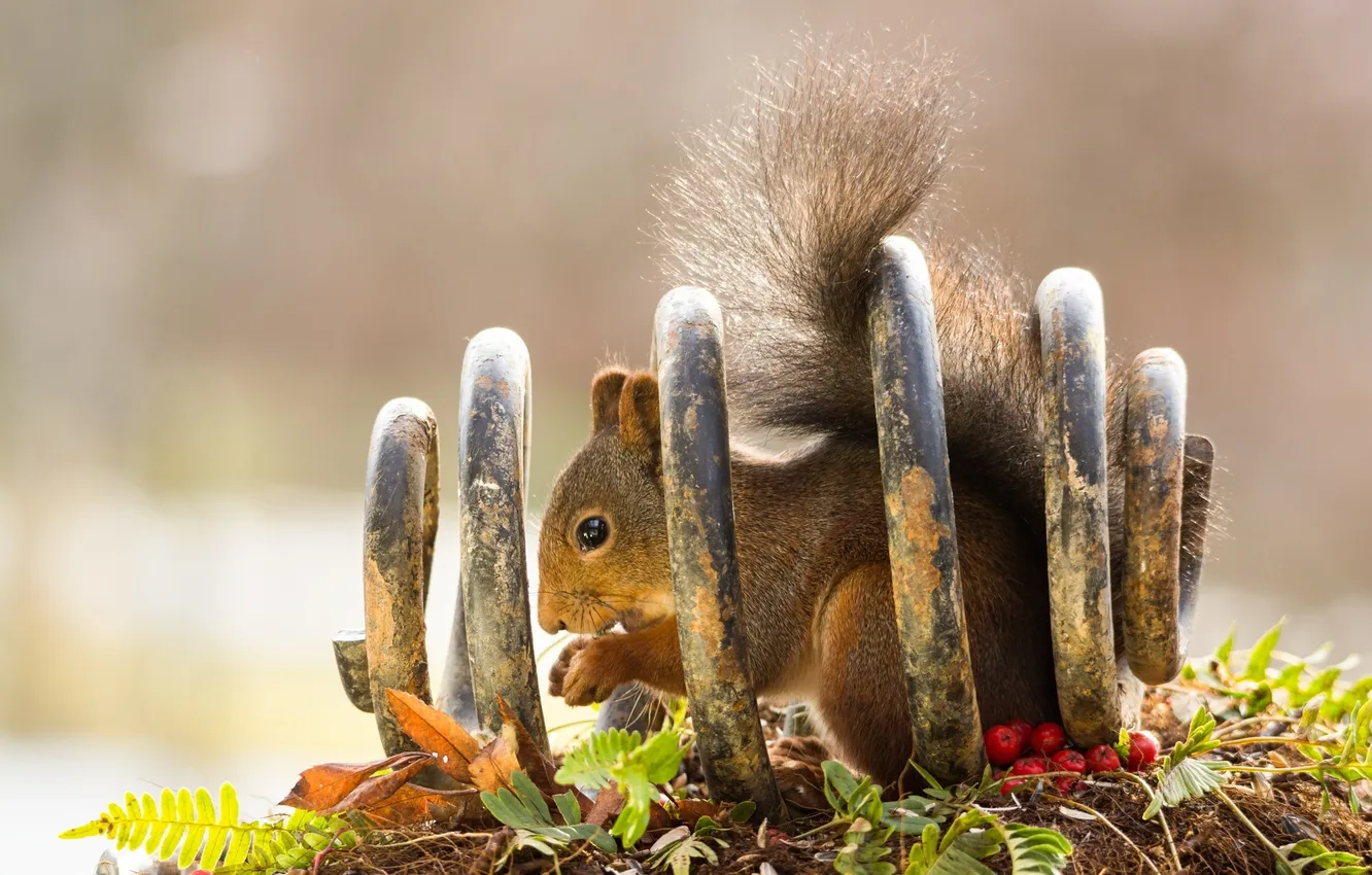 Wallpaper autumn, protein, spring, rodent for mobile and desktop ...