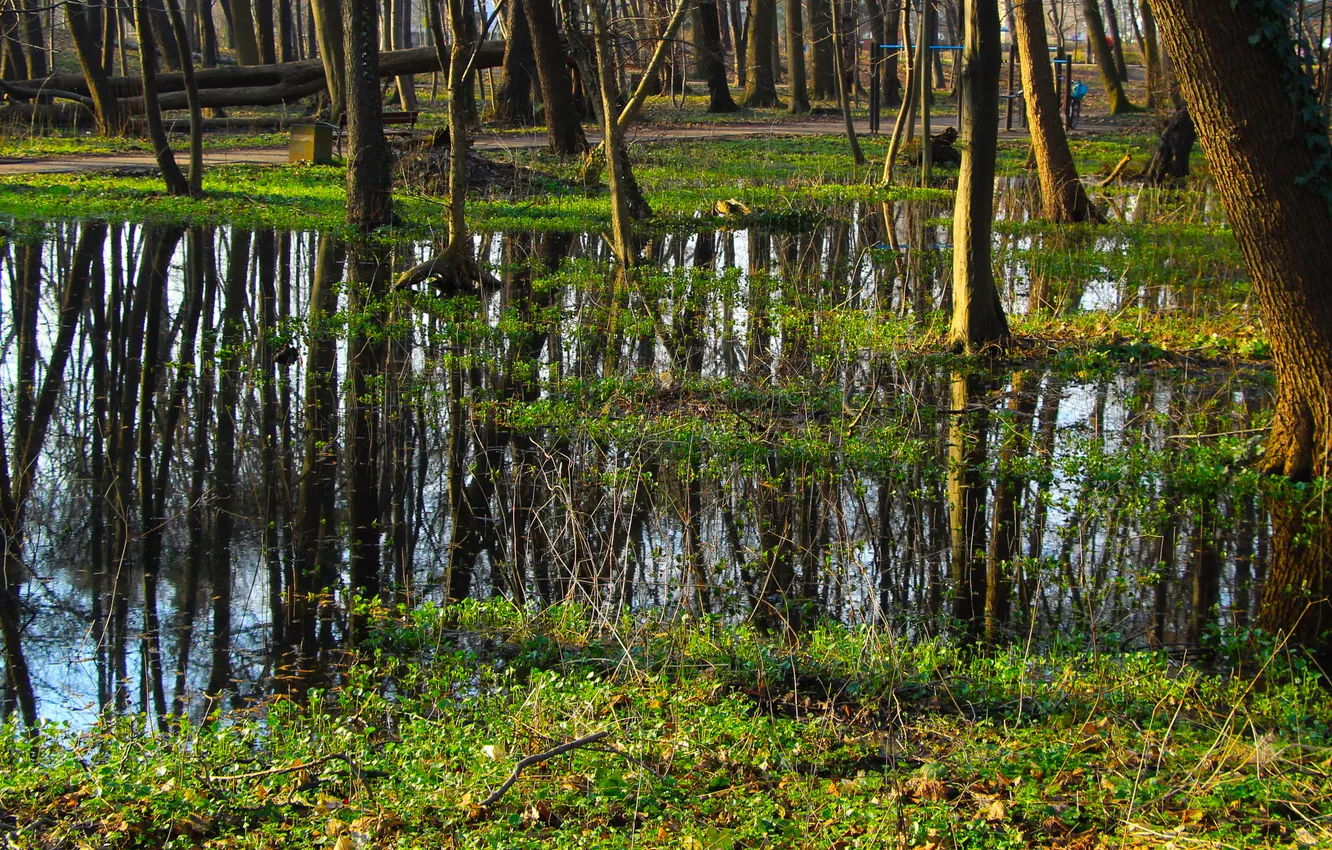 Wallpaper forest, pool, water, park, tree for mobile and desktop ...