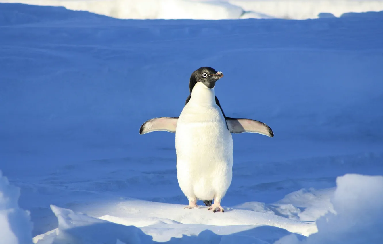 Wallpaper winter, light, snow, pose, bird, shadow, penguins, the snow ...