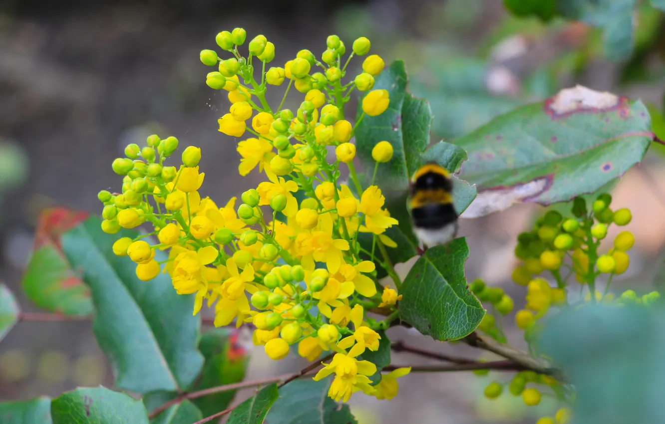 Wallpaper flower, spring, insect for mobile and desktop, section ...