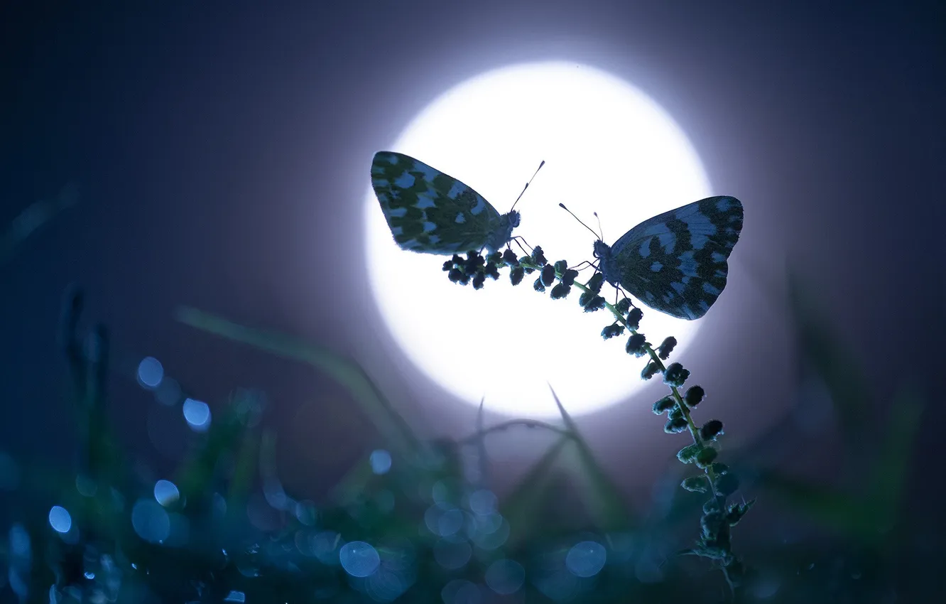 Wallpaper macro, light, night, the moon, butterfly, plant, silhouette ...