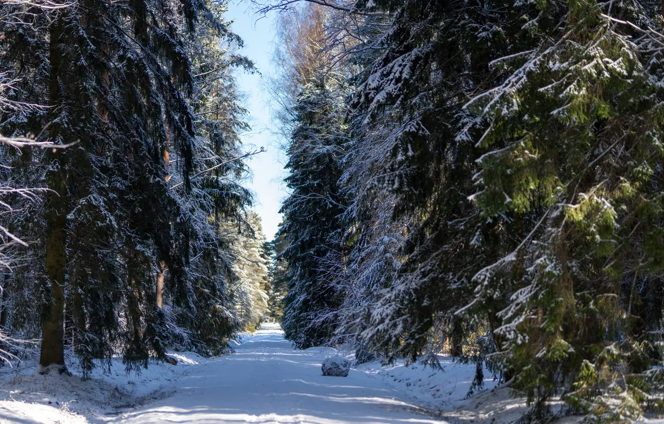 Wallpaper winter, the sun, snow, March for mobile and desktop, section ...