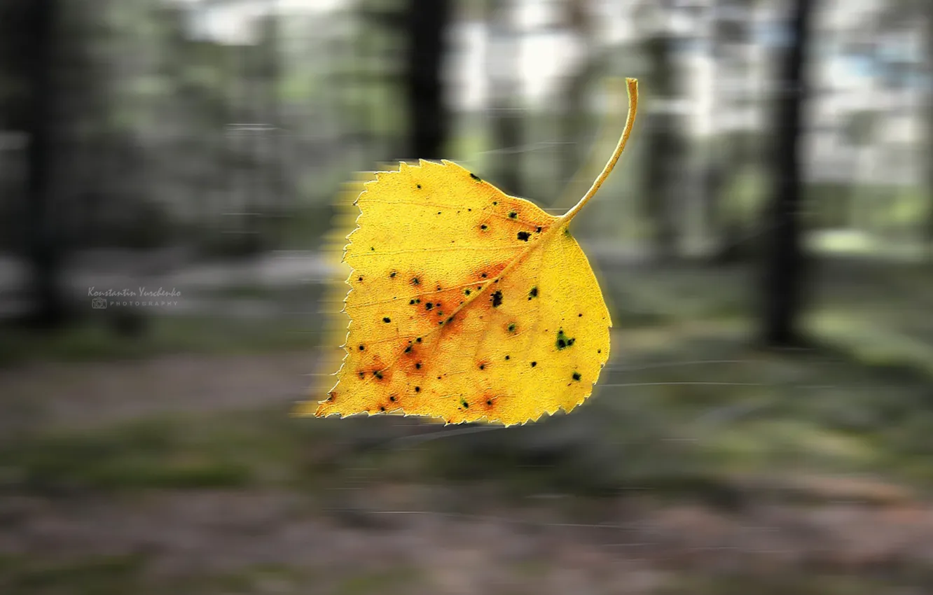 Wallpaper autumn, summer, leaves, landscape, movement for mobile and ...
