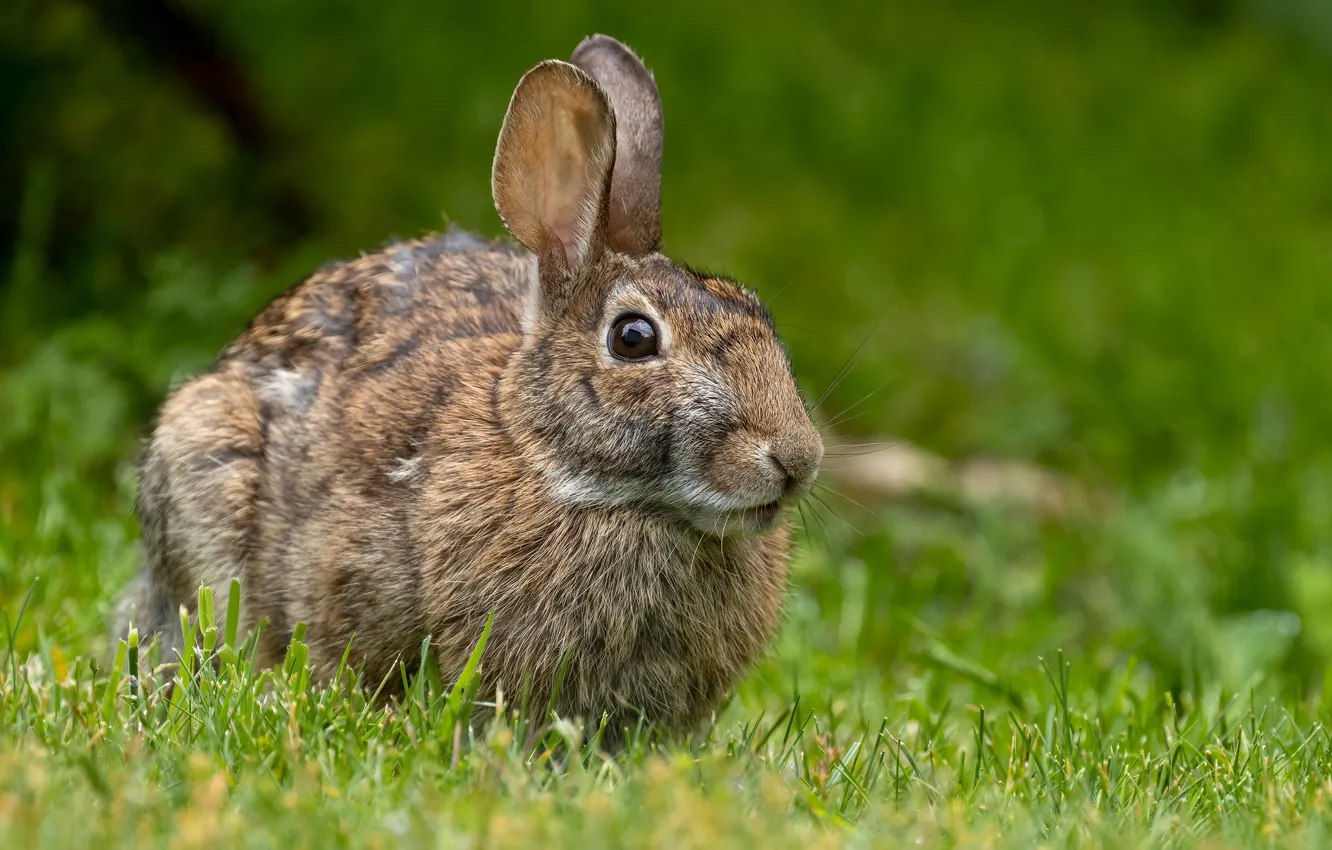 Wallpaper grass, grey, hare for mobile and desktop, section животные ...