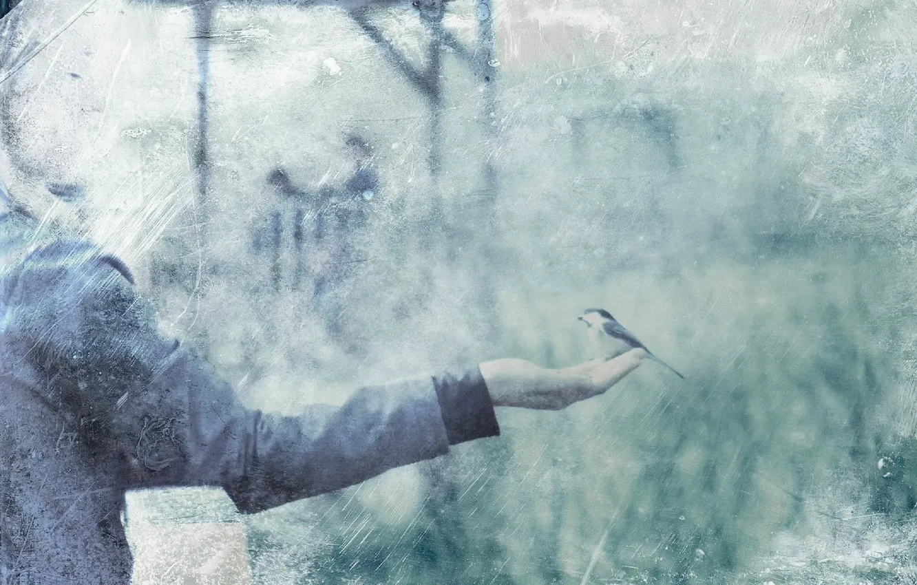 Wallpaper background, bird, people for mobile and desktop, section ...