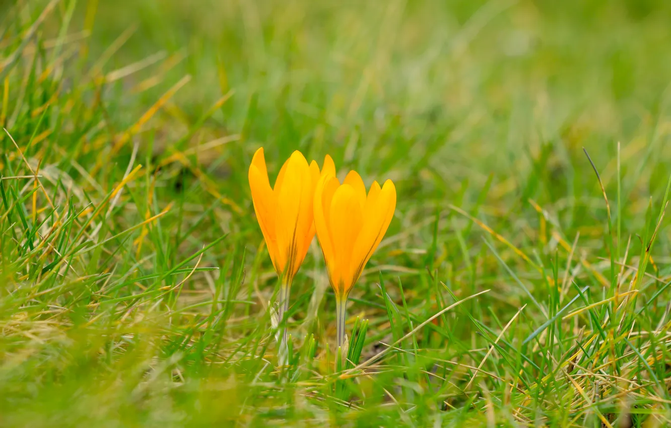 Wallpaper flower, yellow, Crocus for mobile and desktop, section ...