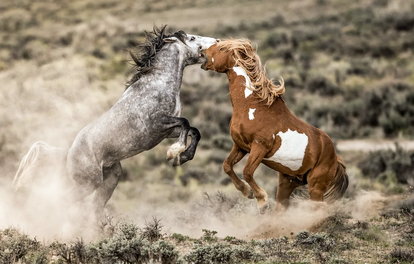 Wallpaper horses, fight, the fight images for desktop, section животные ...