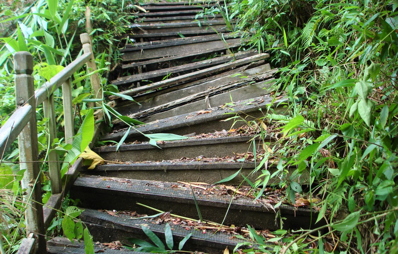 Wallpaper jungle, China, Hainan island, Stairway to heaven for mobile ...