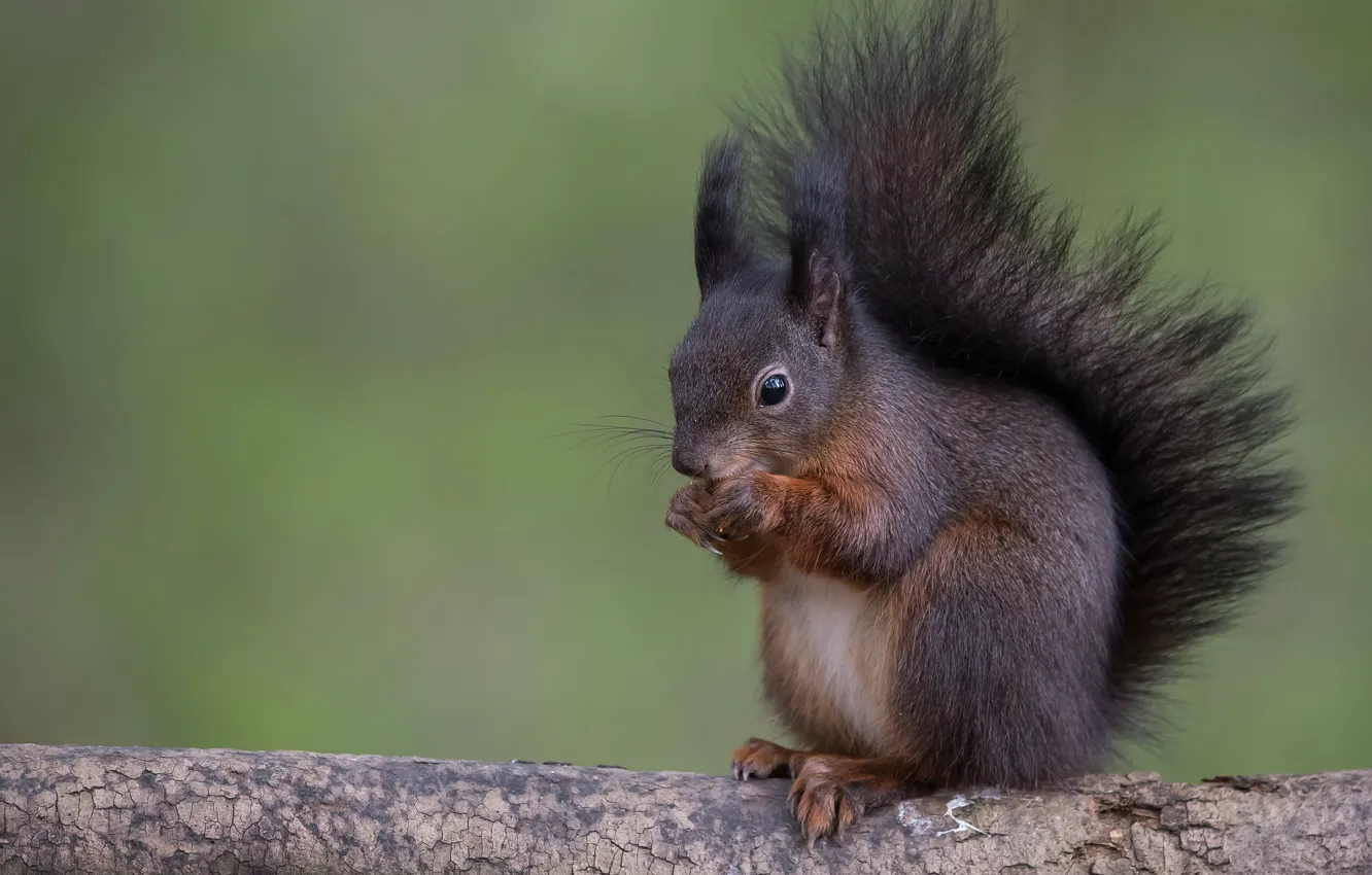 Wallpaper sitting, protein, green background, log for mobile and ...