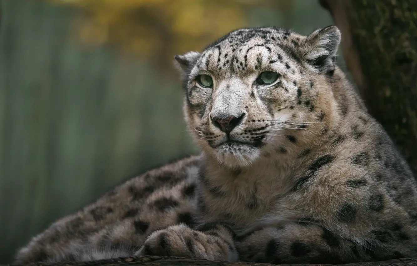 Wallpaper look, face, nature, pose, IRBIS, snow leopard for mobile and ...