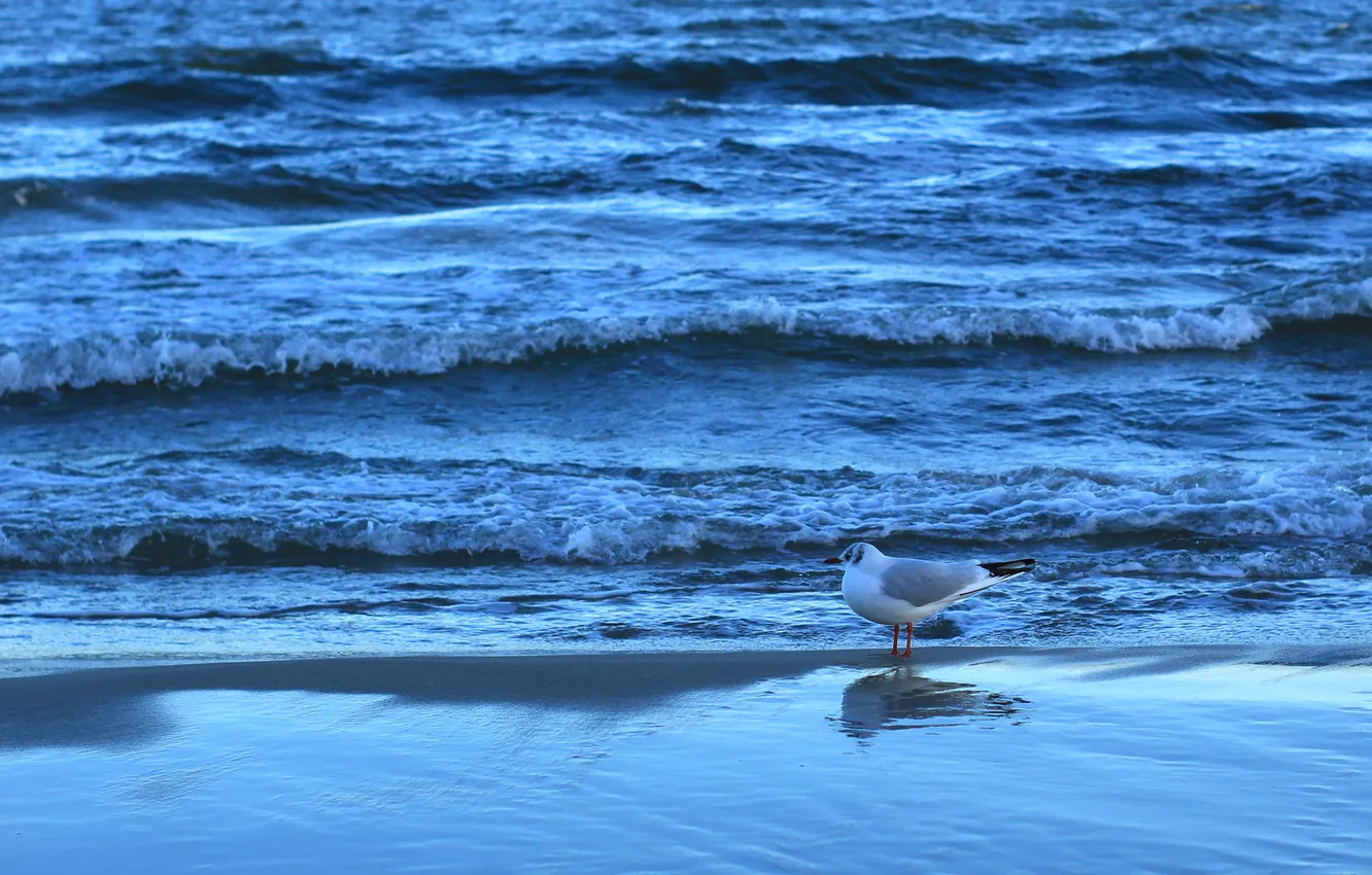 Wallpaper beach, sea, ocean, bird, water, seagull for mobile and ...