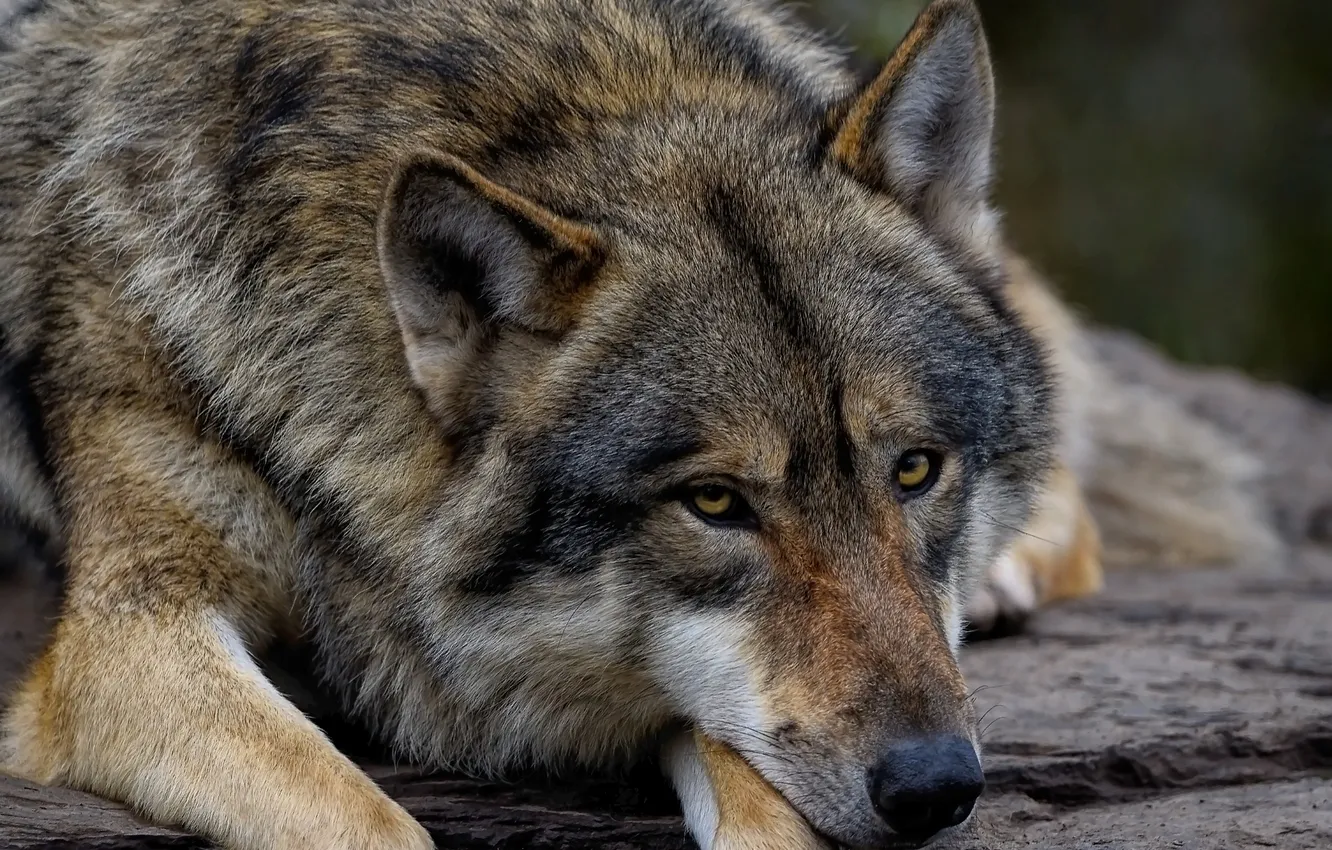 Wallpaper fantasy, nature, art, snow, predator, face, animal, wolf for ...