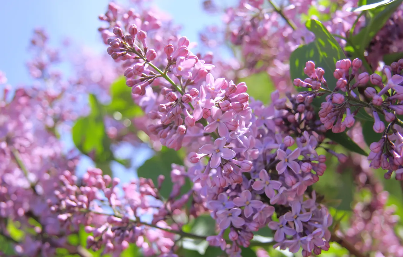 Wallpaper the sun, spring, lilac, spring, branches, lilac for mobile ...