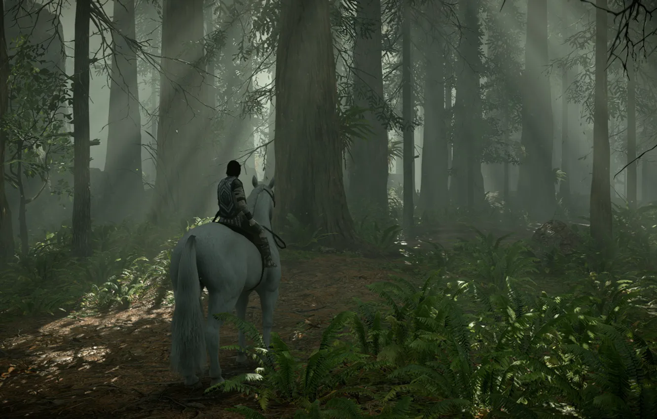 Wallpaper forest, rays, trees, Shadow of the Colossus, In the shadow of ...