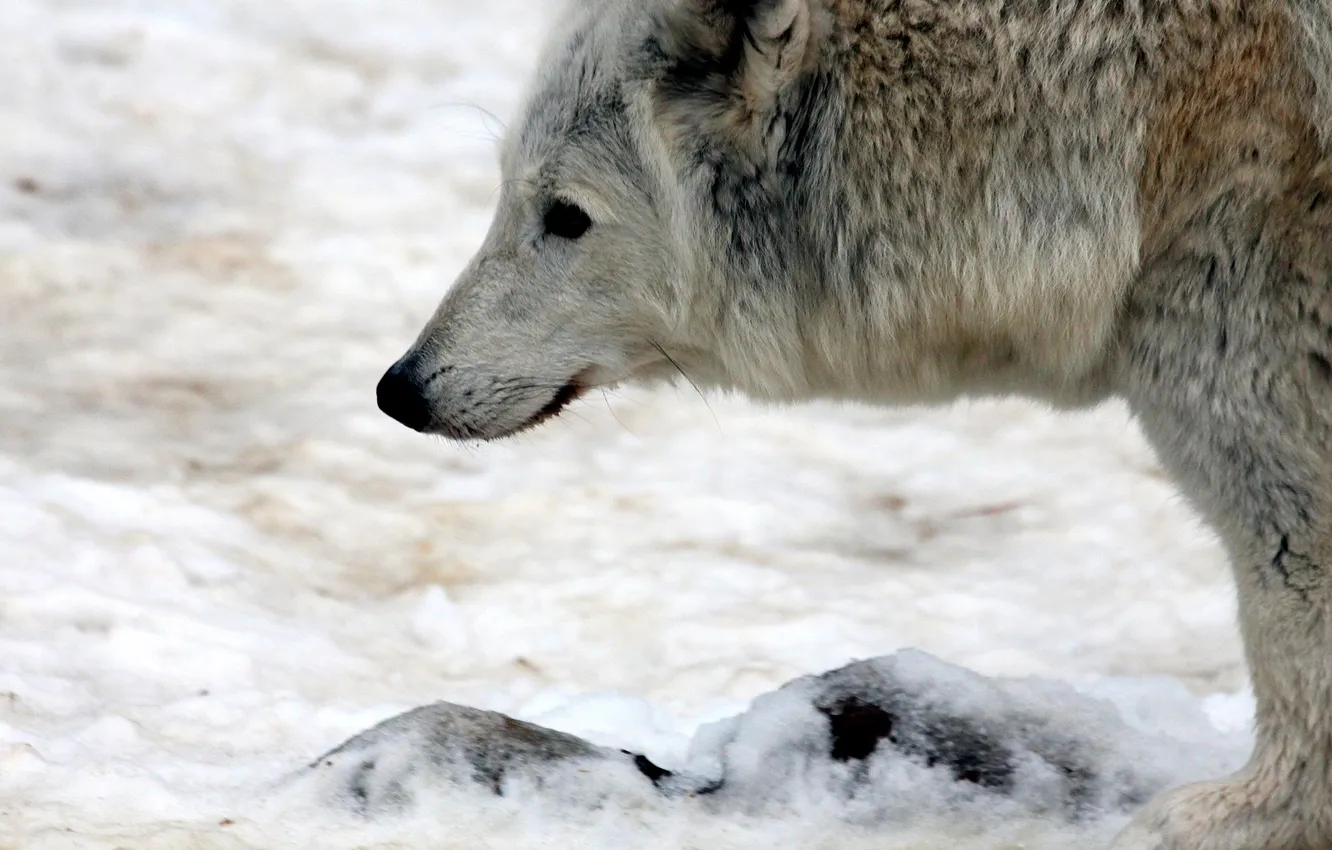 Wallpaper nature, snow, predator, face, animal, wolf, wolves, wildlife ...