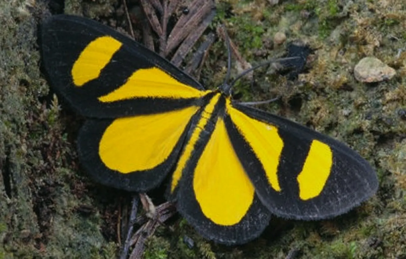 Wallpaper microsemi, butterfly, moss, wings, insect, beautiful, closeup ...