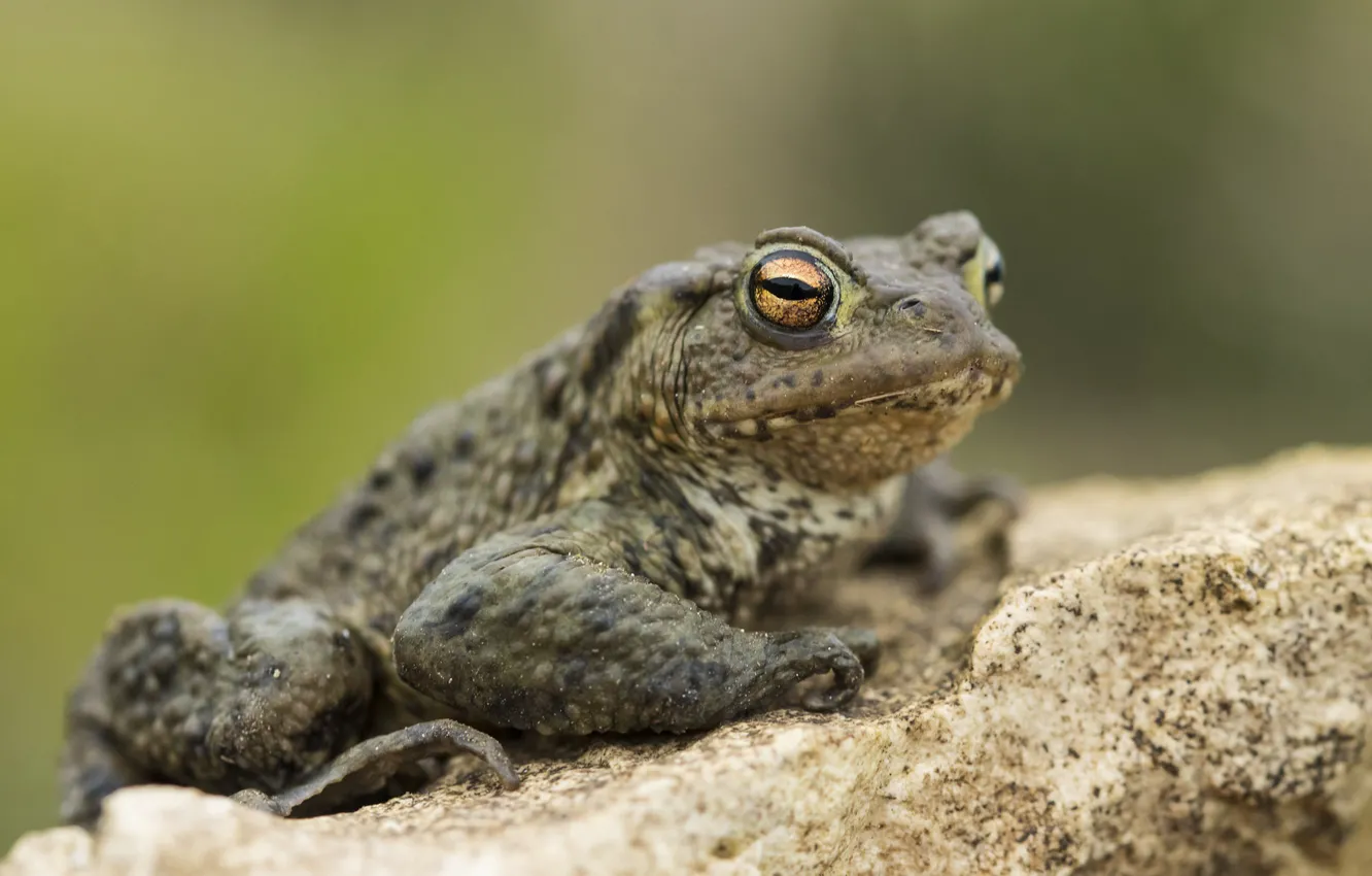 Wallpaper background, frog, toad for mobile and desktop, section ...