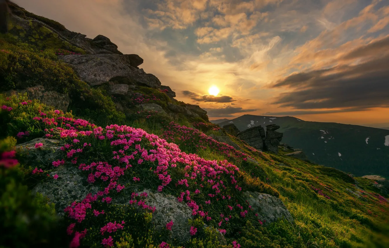 Wallpaper sunset, flowers, nature, Switzerland, Daniel Maier for mobile ...