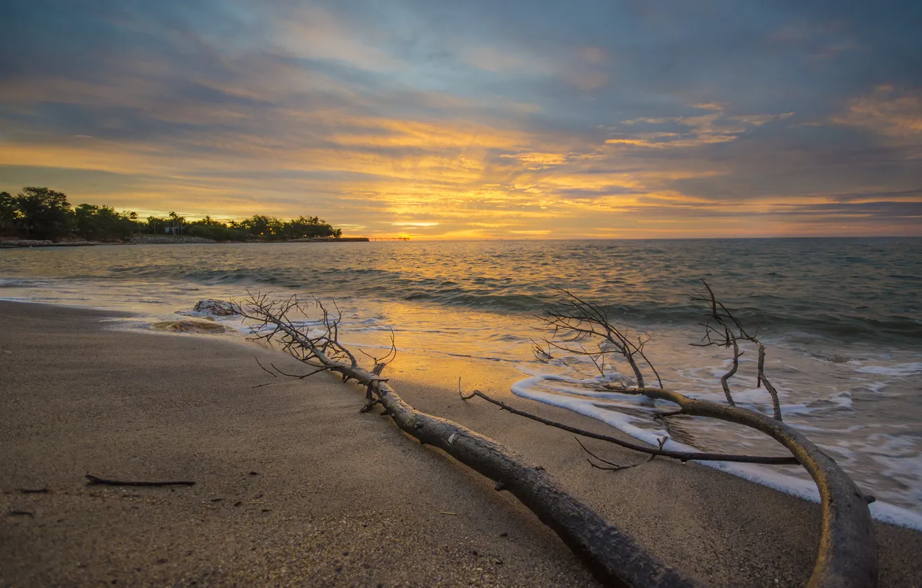 Wallpaper beach, ocean, sunset, water, tree, sand, branch images for ...