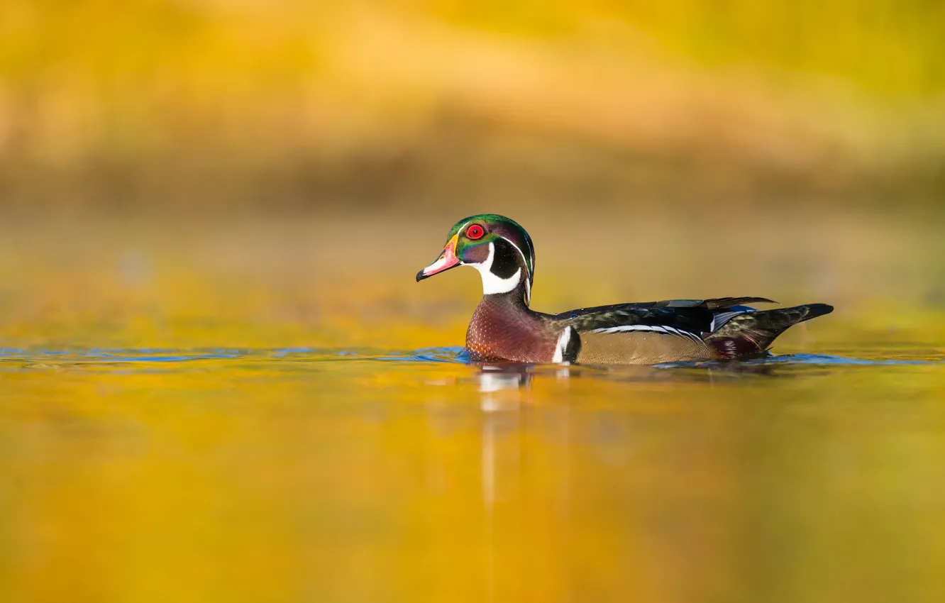 Wallpaper water, bird, duck, yellow background, pond, swimming ...
