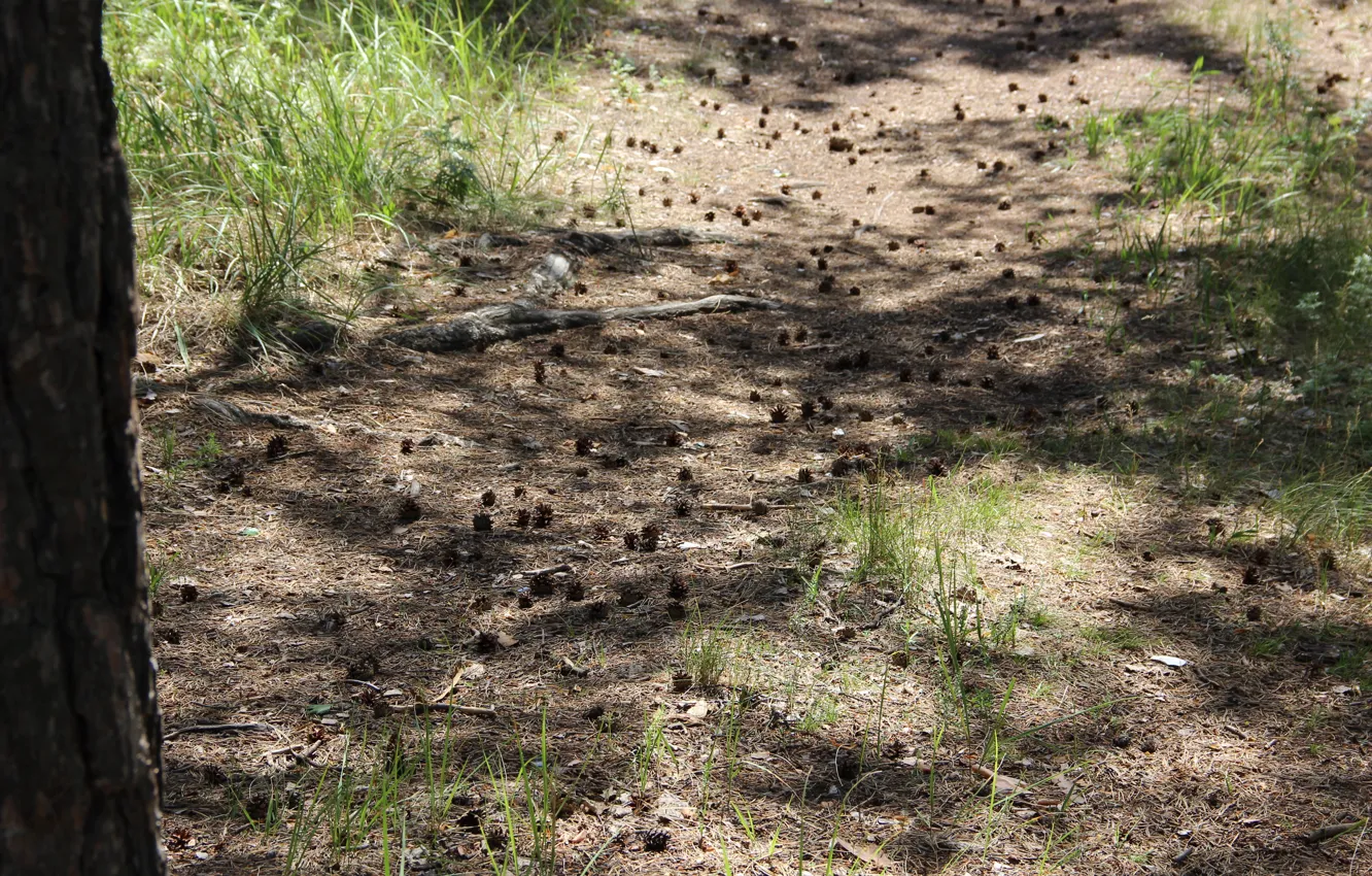 Wallpaper forest, needles, bumps, path for mobile and desktop, section ...