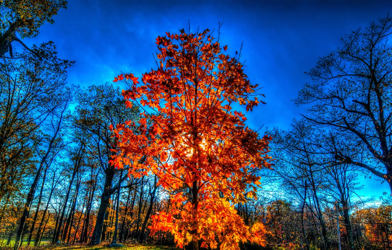 Wallpaper Autumn Forest The Sky Trees For Mobile And Desktop