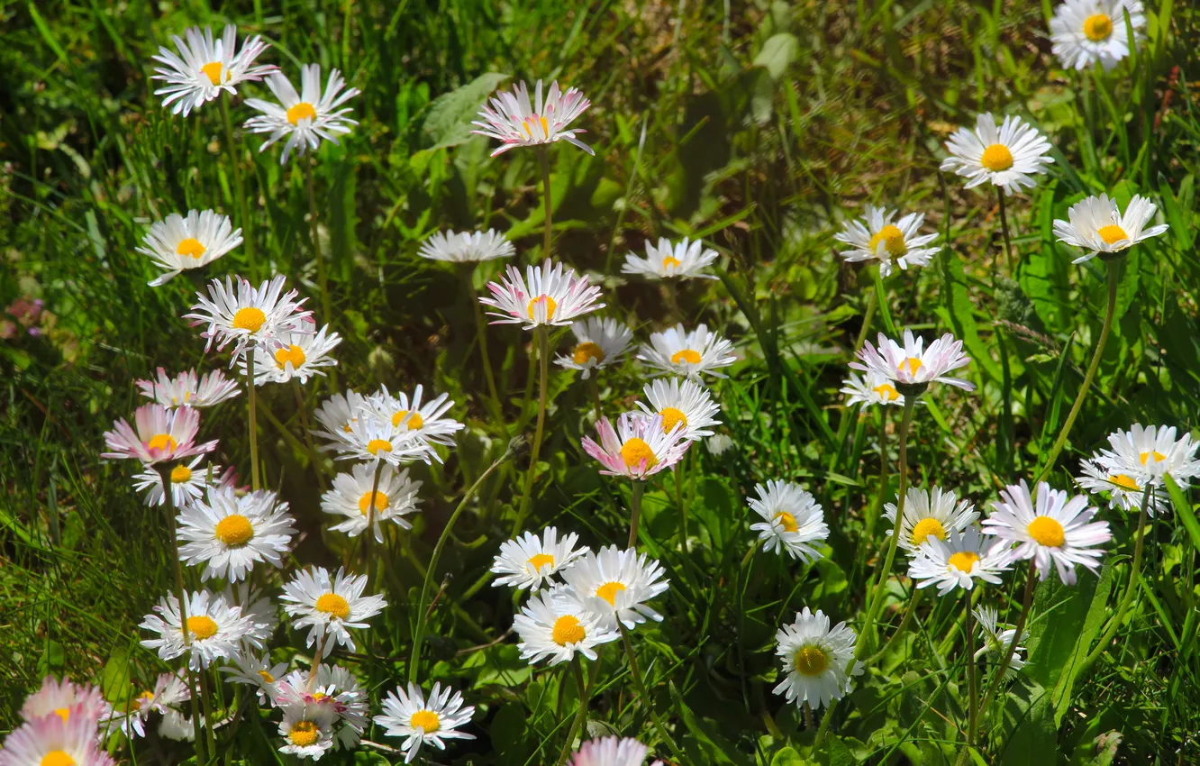 Wallpaper flower, spring, Daisy for mobile and desktop, section природа ...