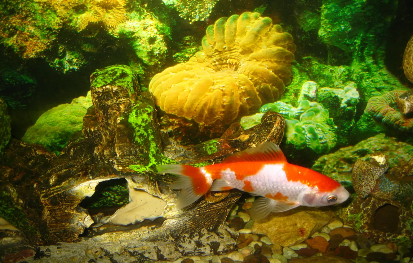 Wallpaper water, fish, aquarium, fish, the bottom, fish for mobile and ...