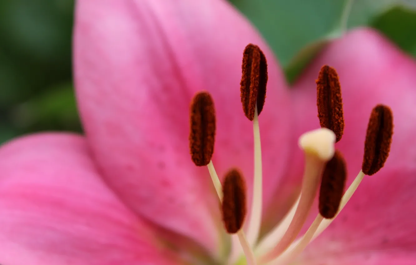 Wallpaper summer, macro, flowers, heat, bright, Lily, color, beauty for ...