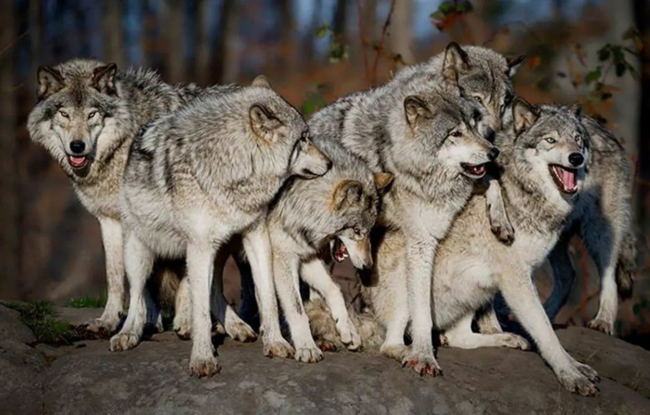Wallpaper Predator, nature, animal, wolf, wildlife, portrait, Wolf Pack ...