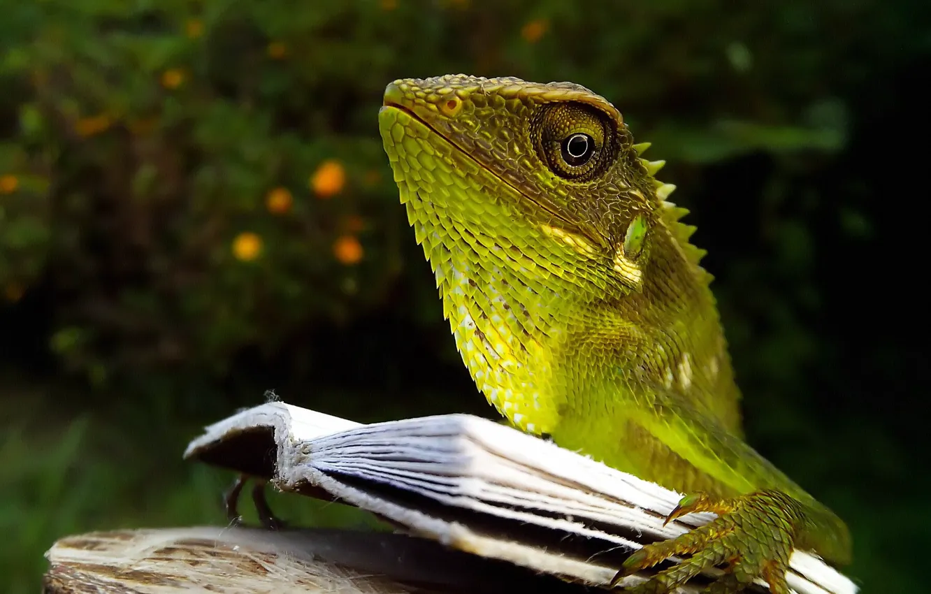 Wallpaper lizard, book, reptile, reading images for desktop, section ...