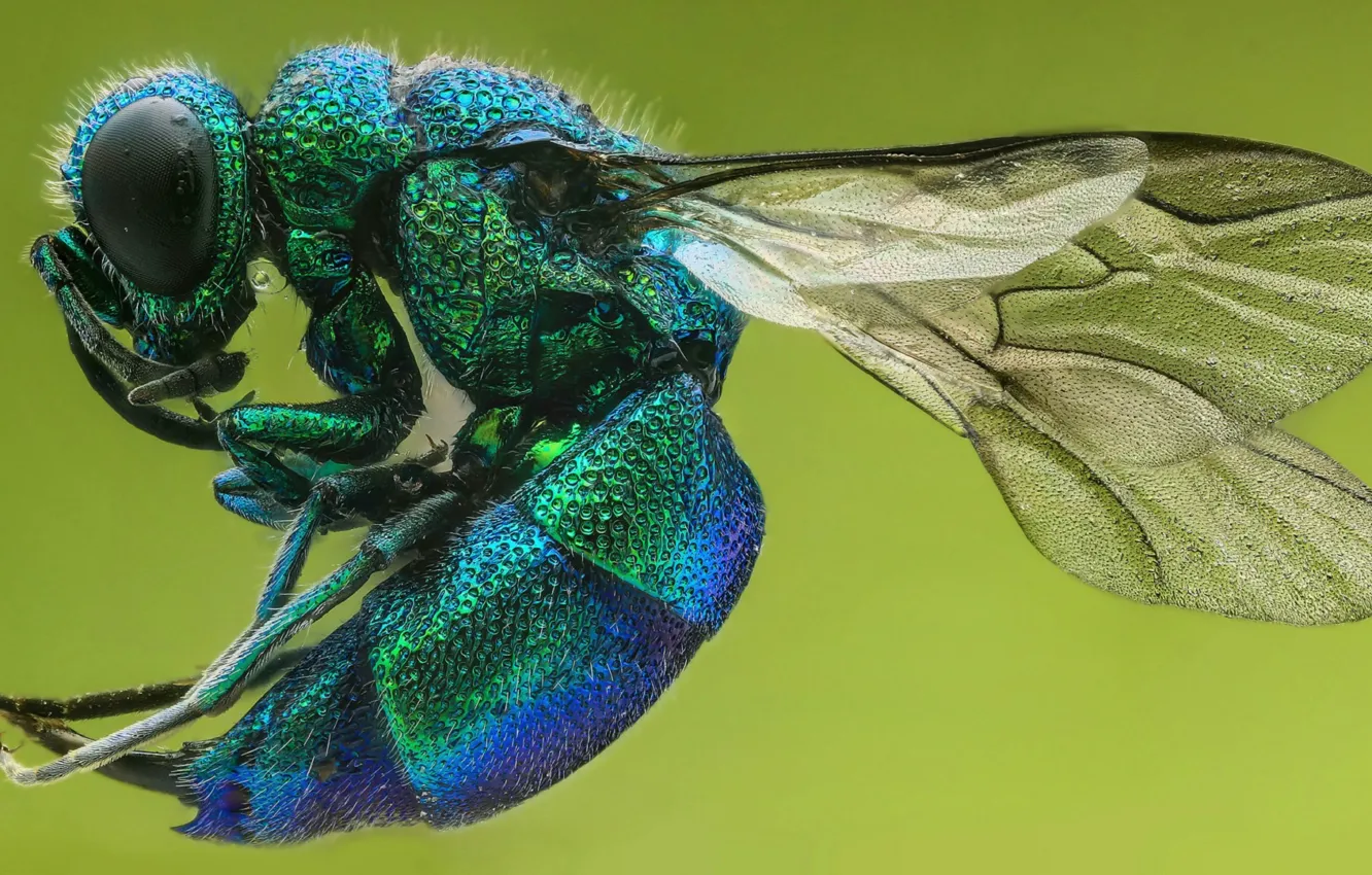 Wallpaper macro, blue, background, OSA, insect for mobile and desktop ...