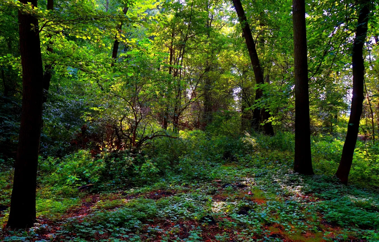 Wallpaper green, forest, park, tree for mobile and desktop, section ...