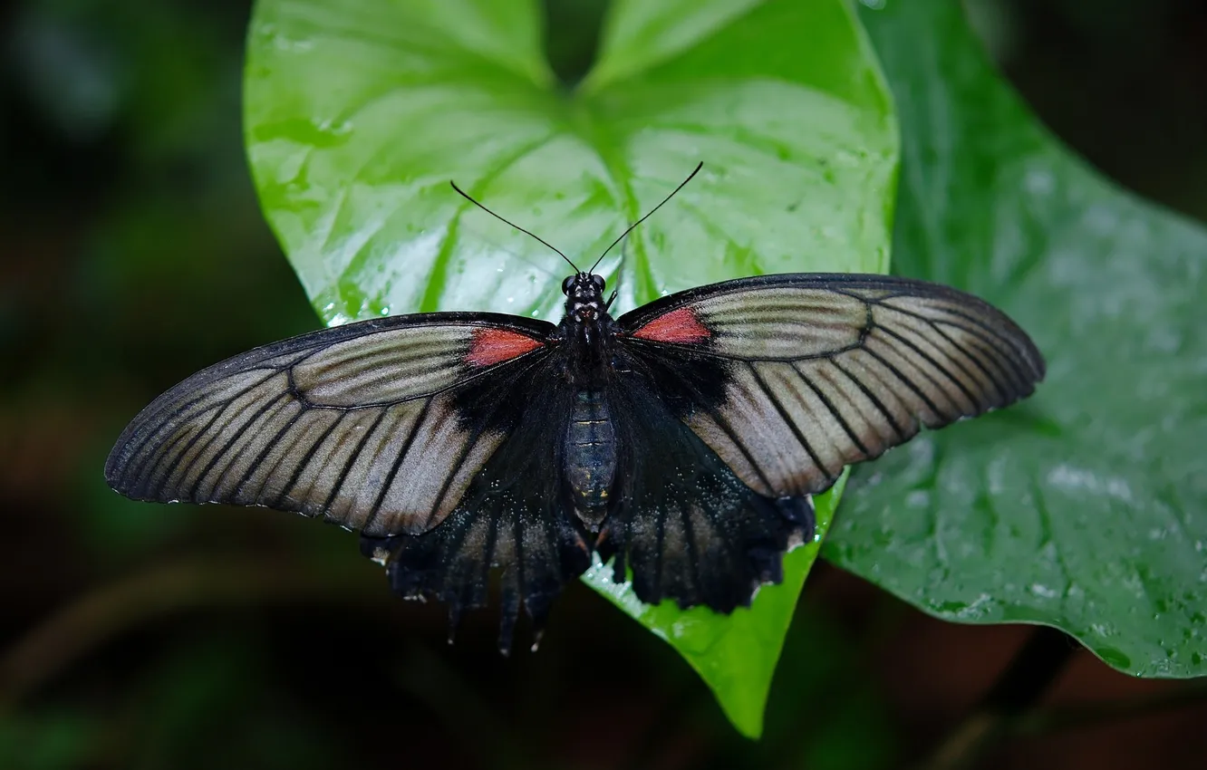 Wallpaper leaves, microsemi, butterfly, wings, insect, beautiful ...