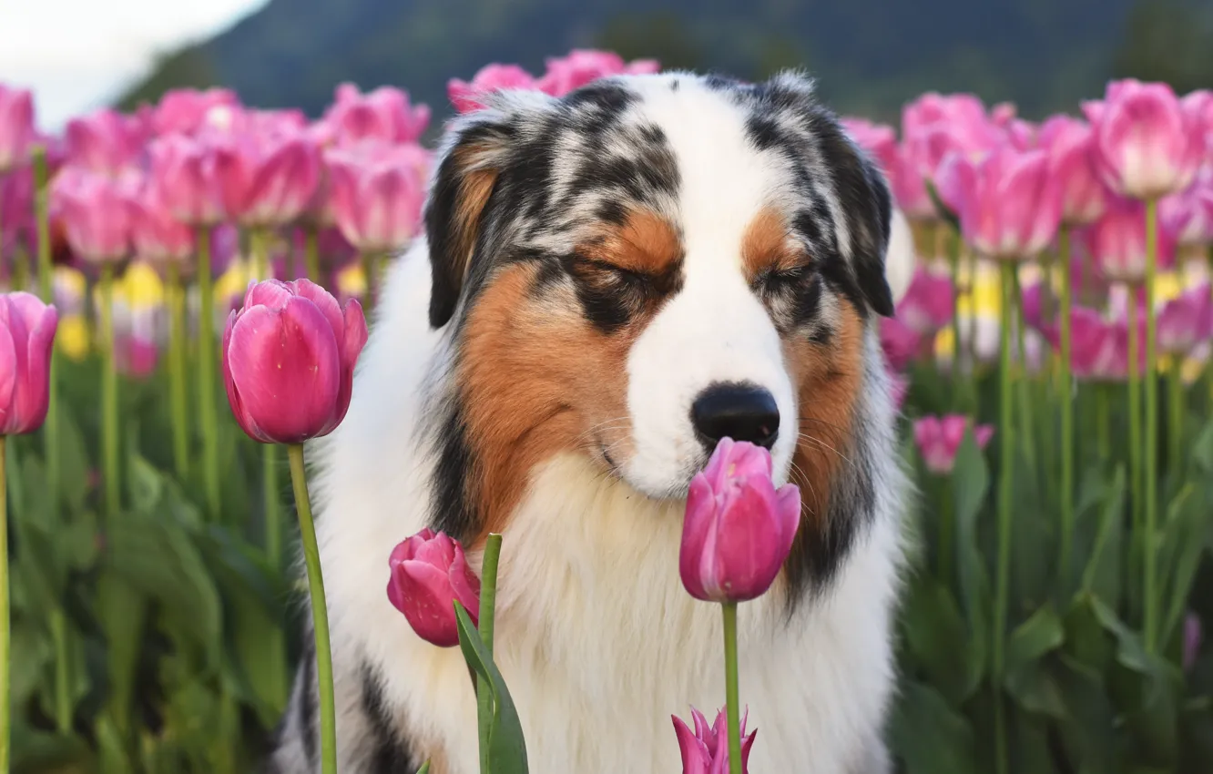 Wallpaper look, nature, pose, dog, face, Aussie for mobile and desktop ...