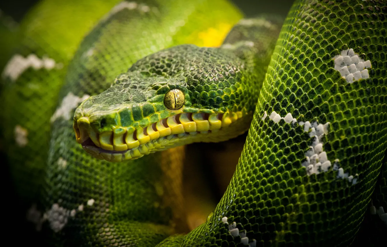 Wallpaper snake, Python, snake, reptile, reptile images for desktop ...