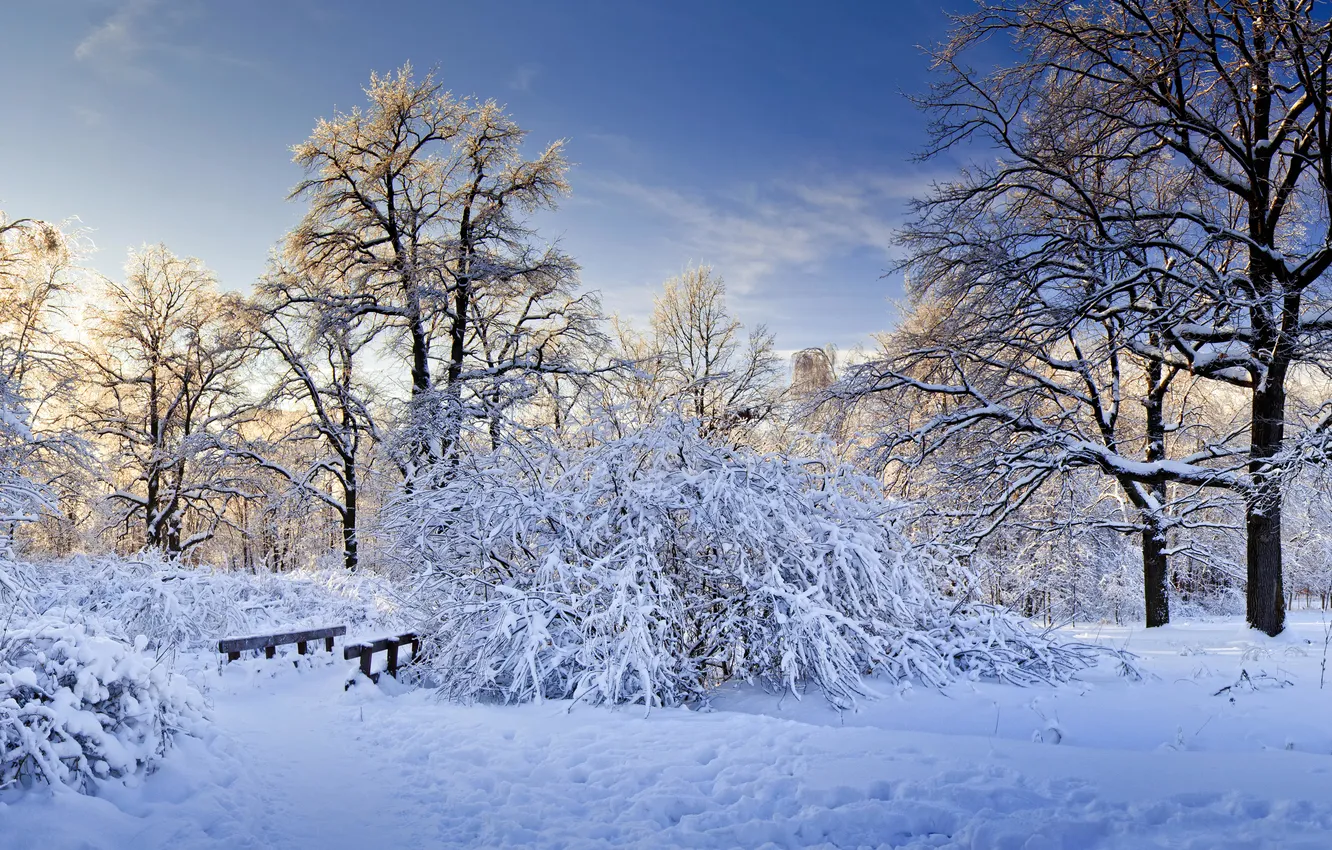 Wallpaper cold, winter, trees, bridge for mobile and desktop, section ...