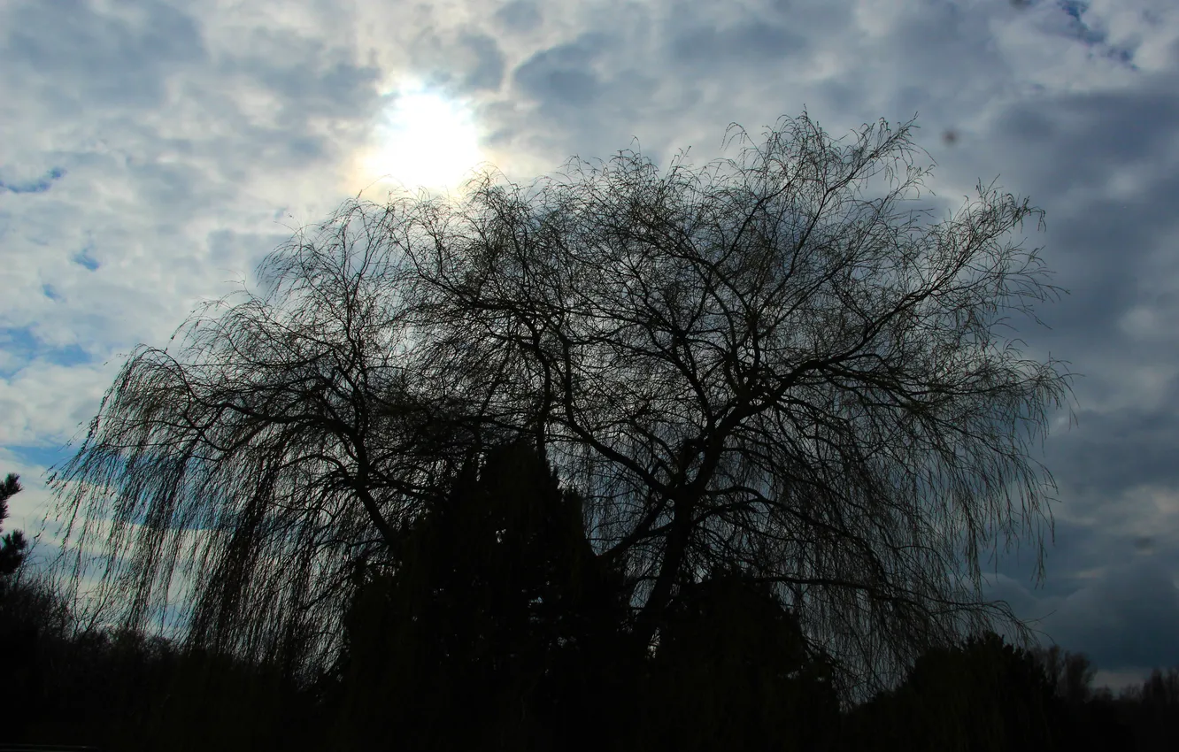 Wallpaper dark, sky, tree for mobile and desktop, section пейзажи ...