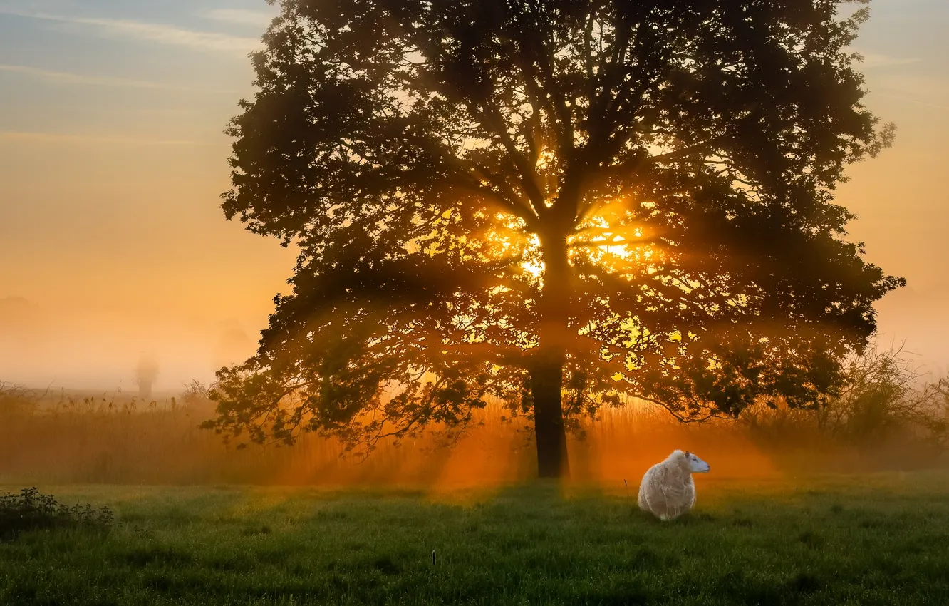Wallpaper sunset, nature, sheep for mobile and desktop, section природа ...