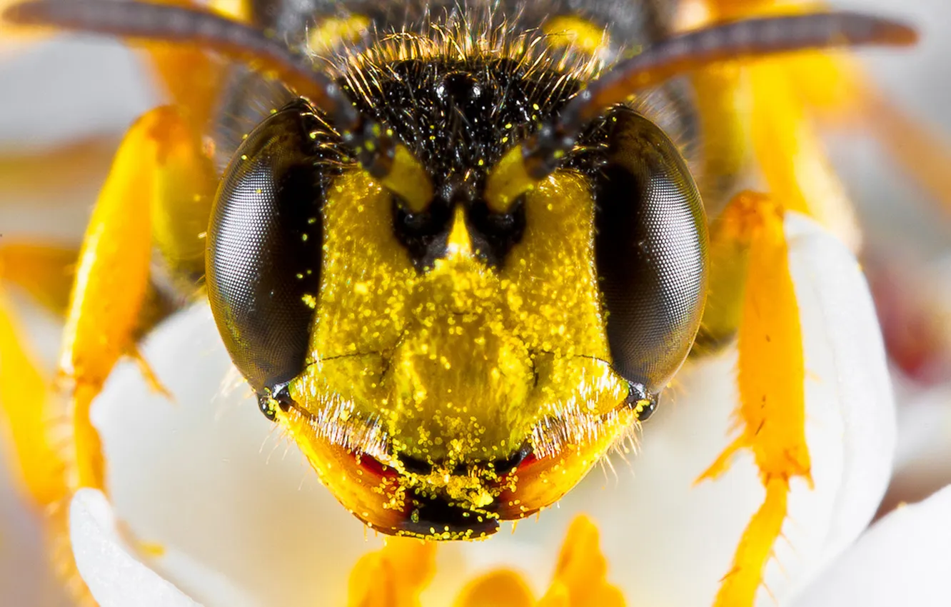 Wallpaper flowers, bee, pollen, eyes, face for mobile and desktop, section животные, resolution ...
